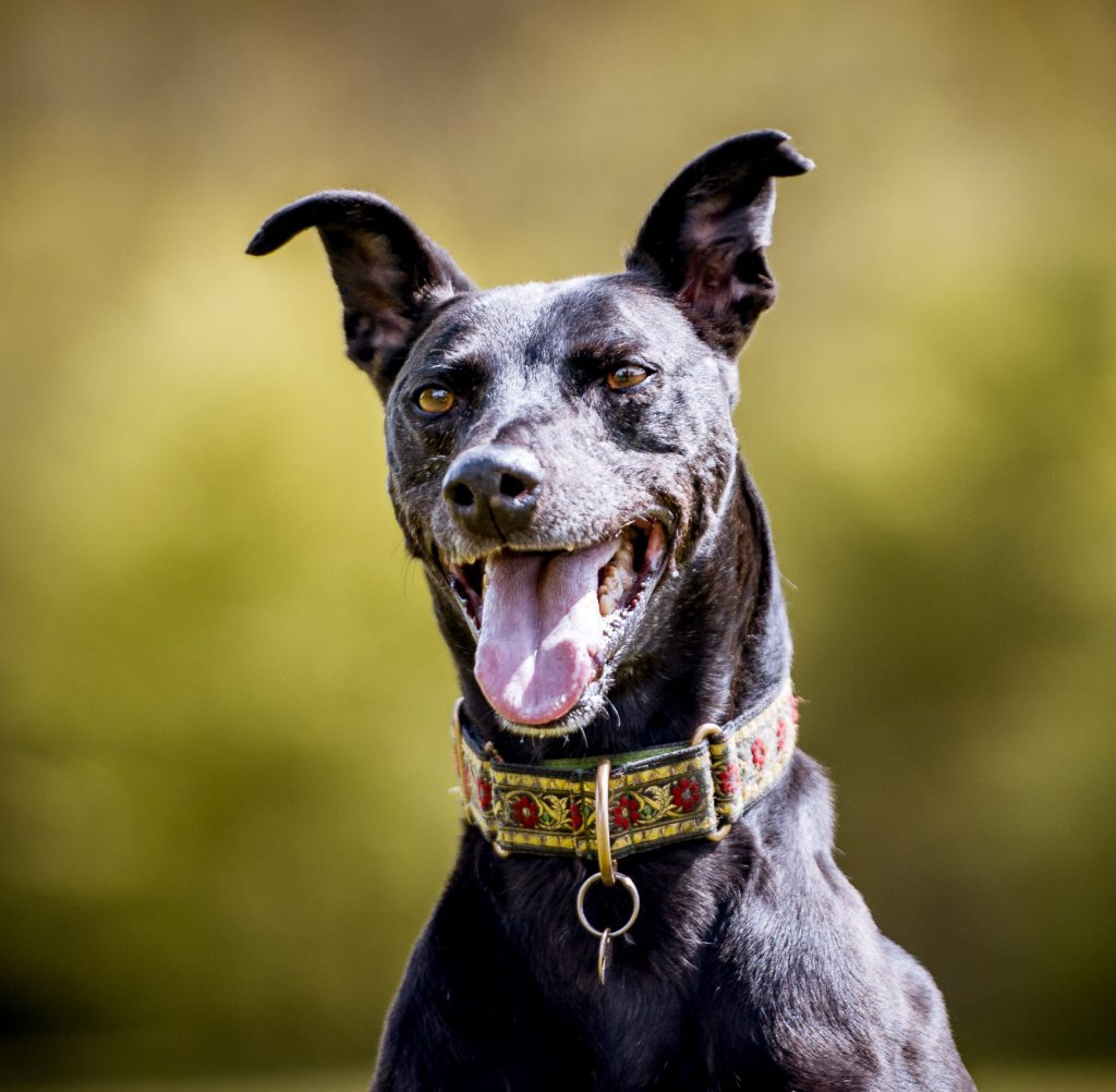 dog profile (mally) – Celia Cross Greyhound Trust