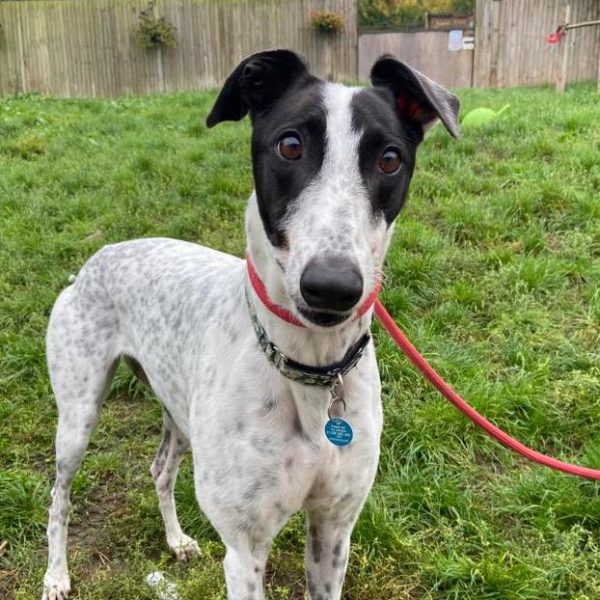 Hounds For Adoption – Celia Cross Greyhound Trust