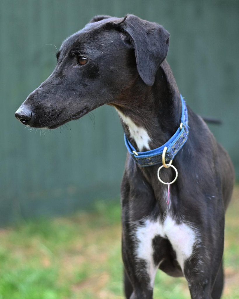 DOG PROFILE BERTIE - Celia Cross Greyhound Trust